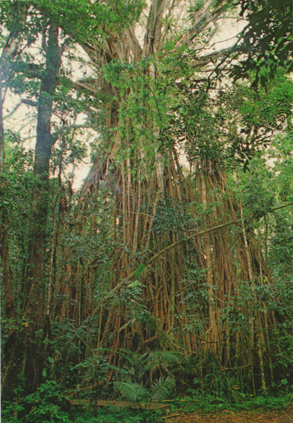 Cathedral Fig Tree, Lake Barrine | Queensland Historical Atlas
