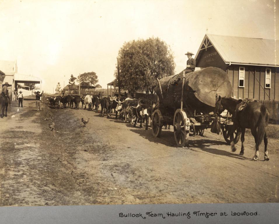 Bullock team hauling timber at Lowood, c1890s | Queensland Historical Atlas