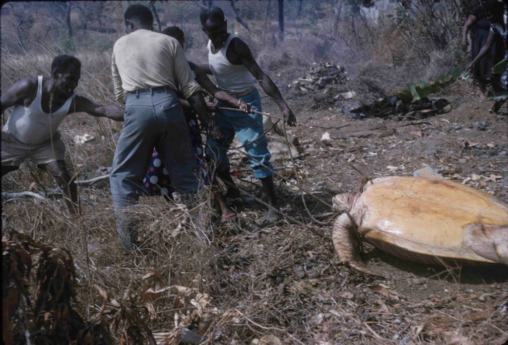 Cooking turtle, Torres Strait, 1958 | Queensland Historical Atlas