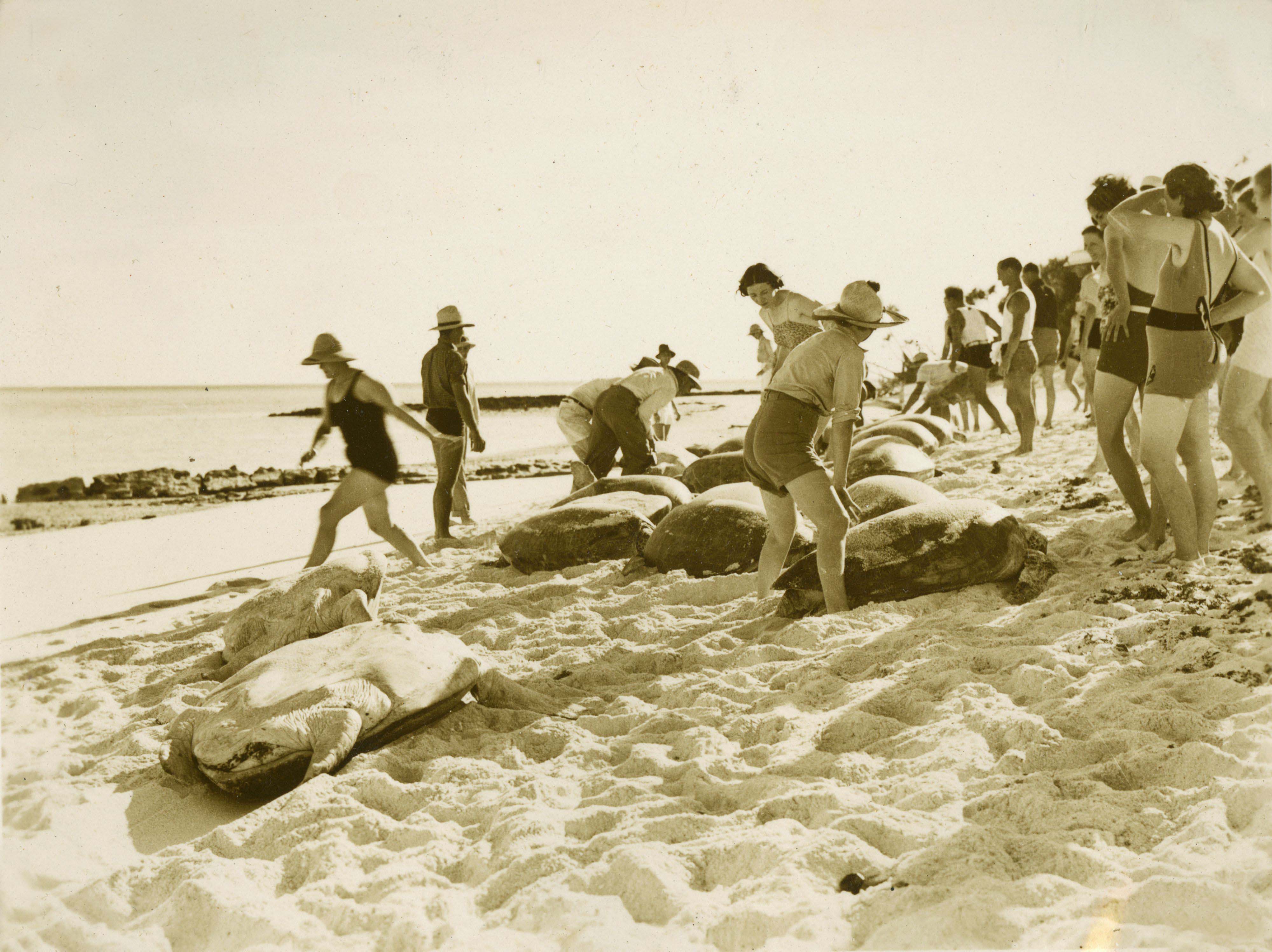 A group of visitors prepare for turtle riding at Mon Repos, c1930 ...