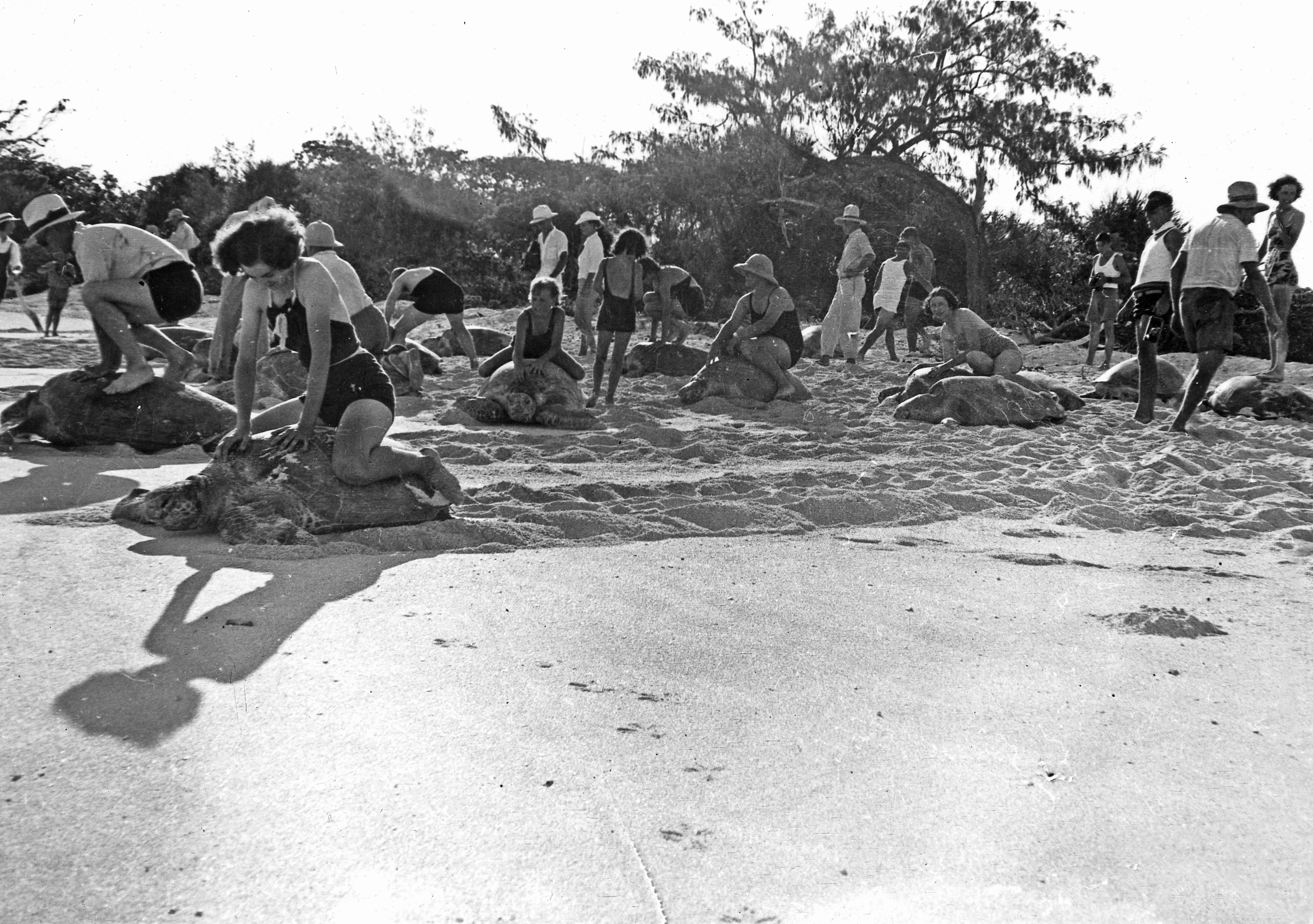 A group of tourists turtle riding at Heron Island, 1938 | Queensland ...