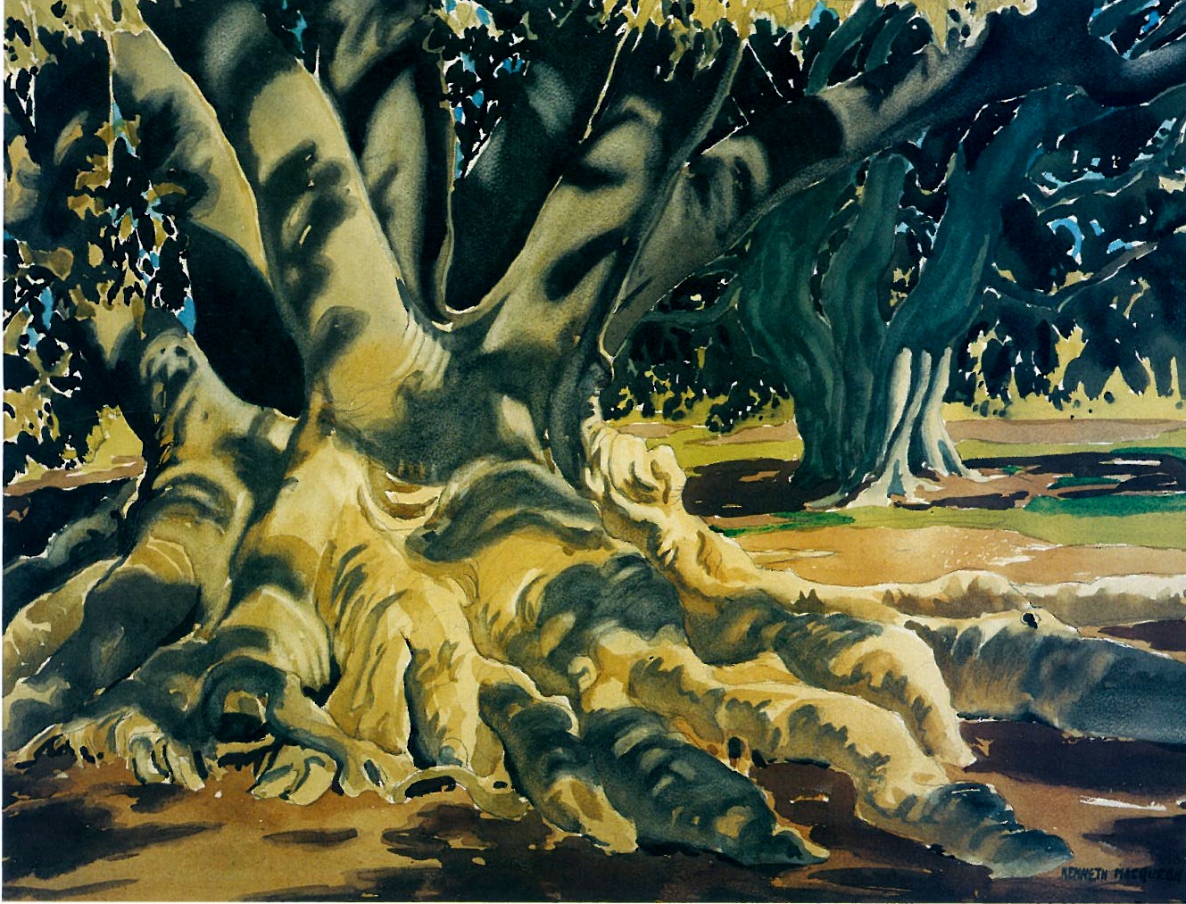 Fig tree roots, c1954 | Queensland Historical Atlas