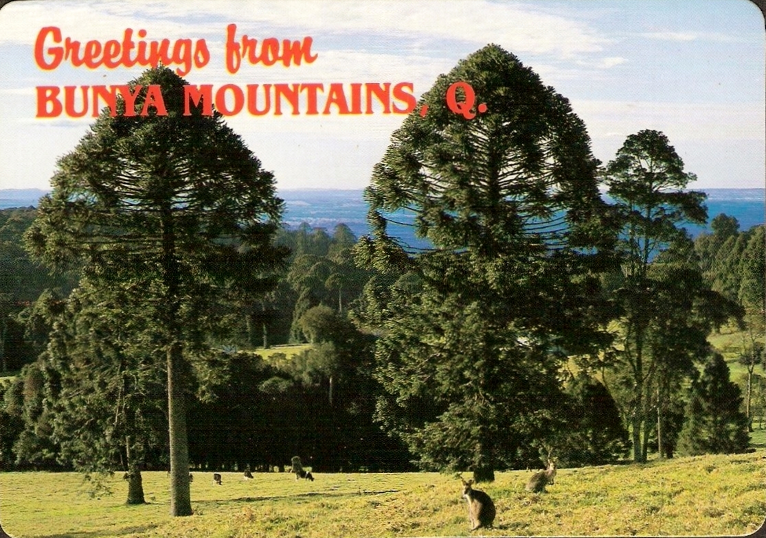 Bunya Mountains postcard | Queensland Historical Atlas