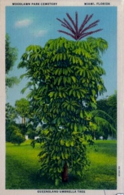 Queensland umbrella tree, Miami, 1913 | Queensland Historical Atlas
